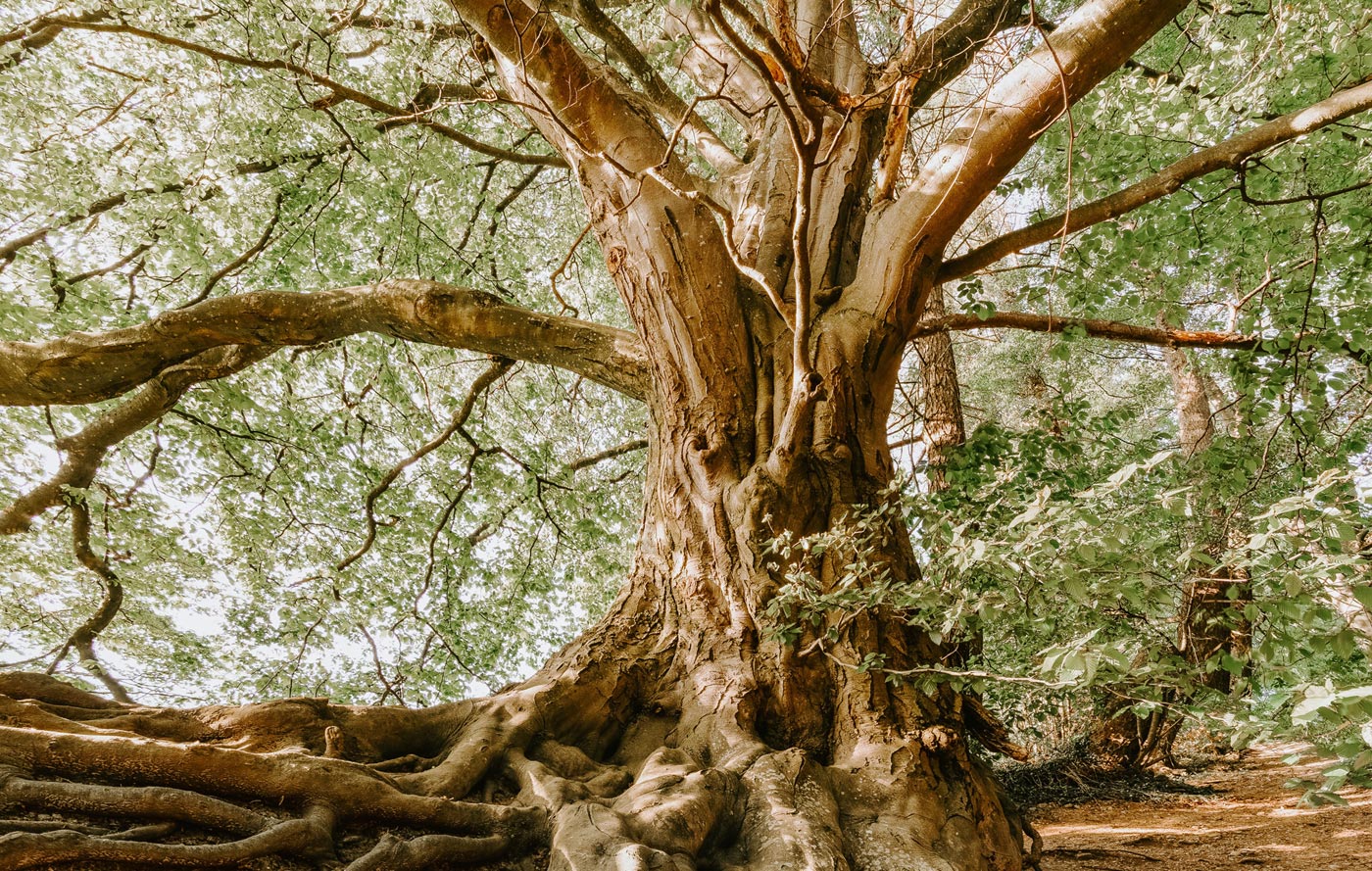 #1 Qualified Arborist | Smart Arbor Professional Constuling